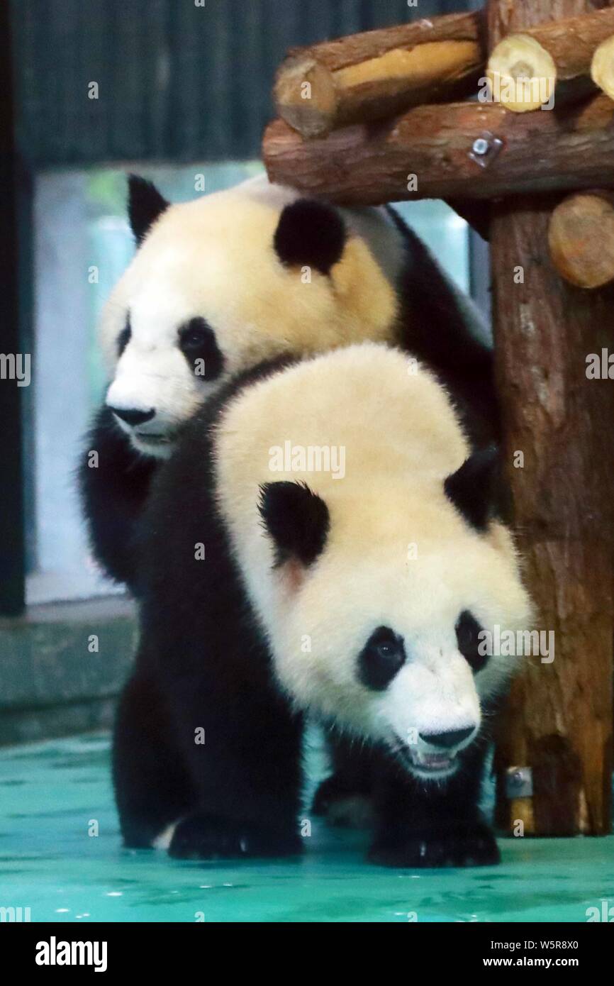 Two giant pandas, He Feng and Xing Guang, arrive at the newly renovated ...