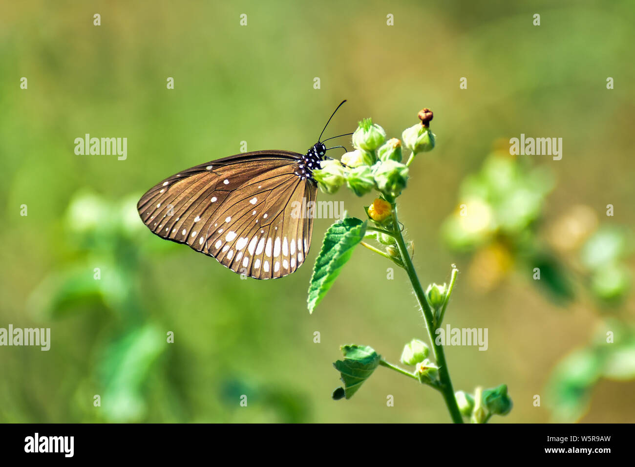 Black & White Butterfly Stock Photo - Alamy