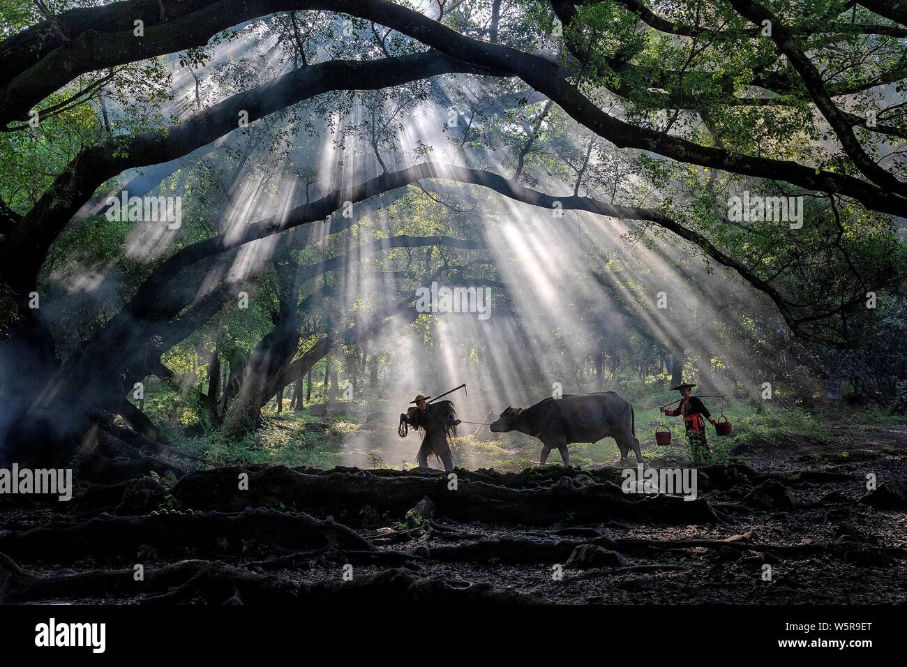 Chinese farmers pasture at the Xiapu intertidal zone, which is China's ...