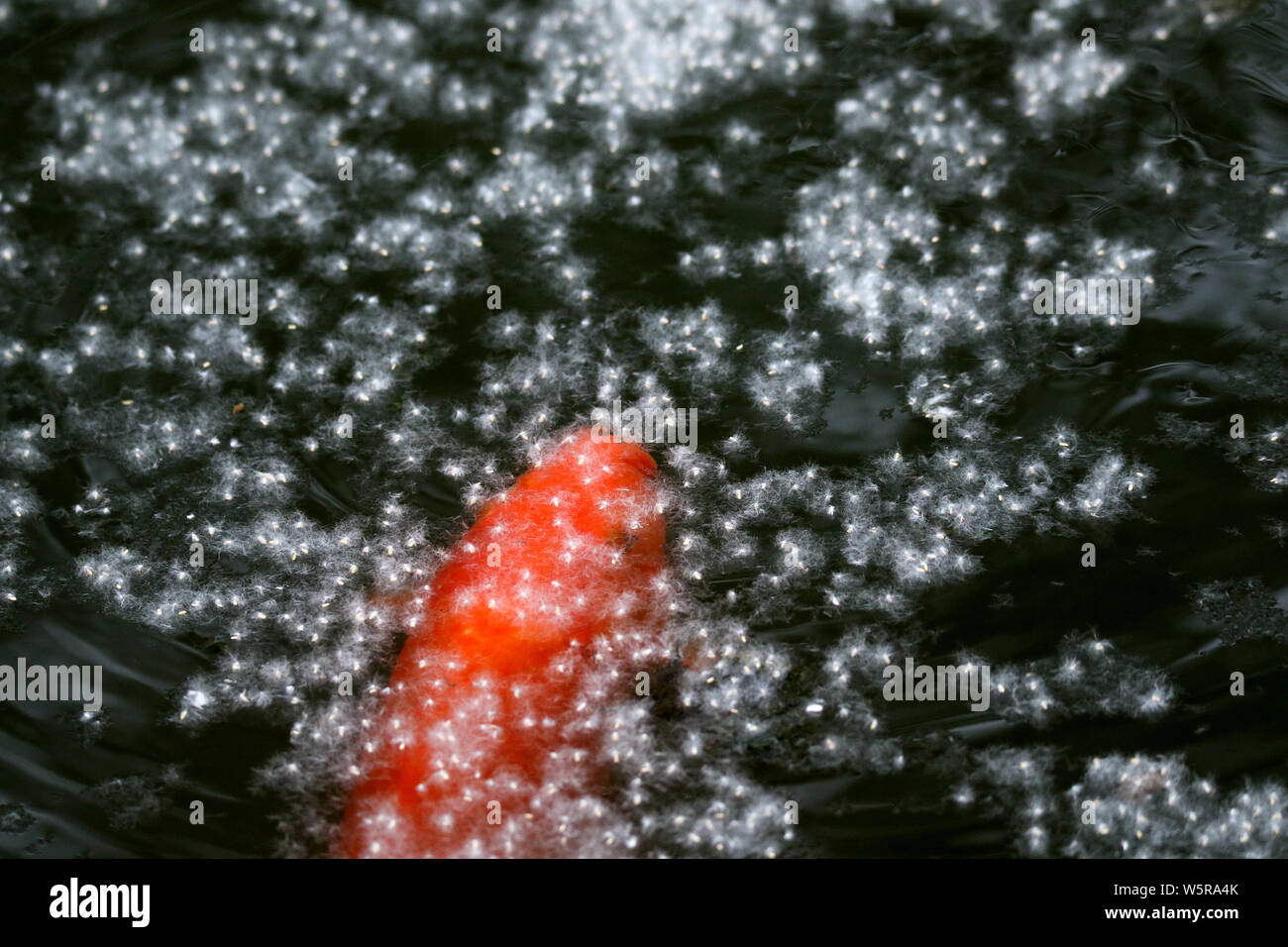 The koi fish eats willow fluffy catkins covering on a lake at a park in ...