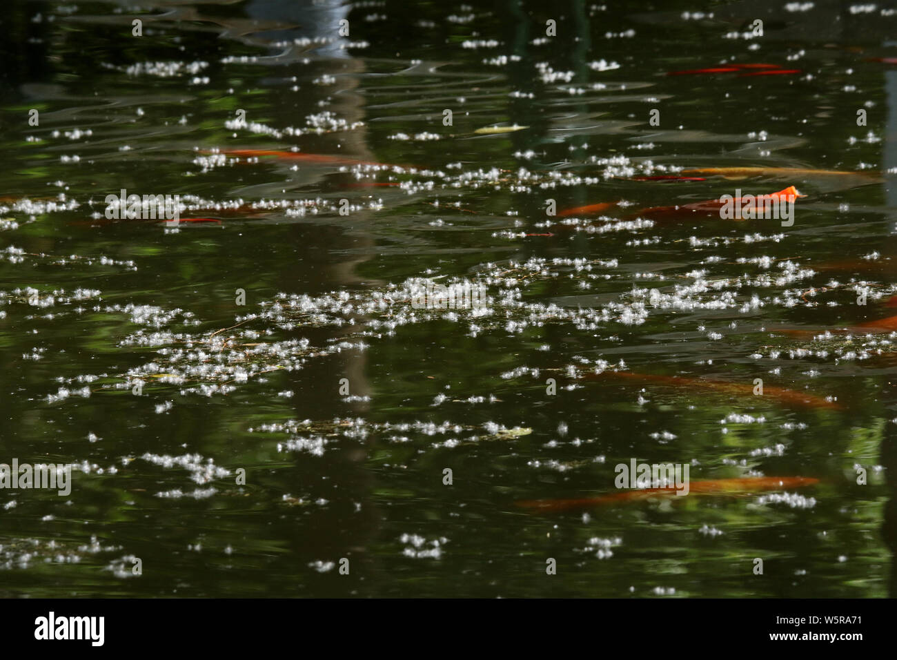 The koi fish eats willow fluffy catkins covering on a lake at a park in ...