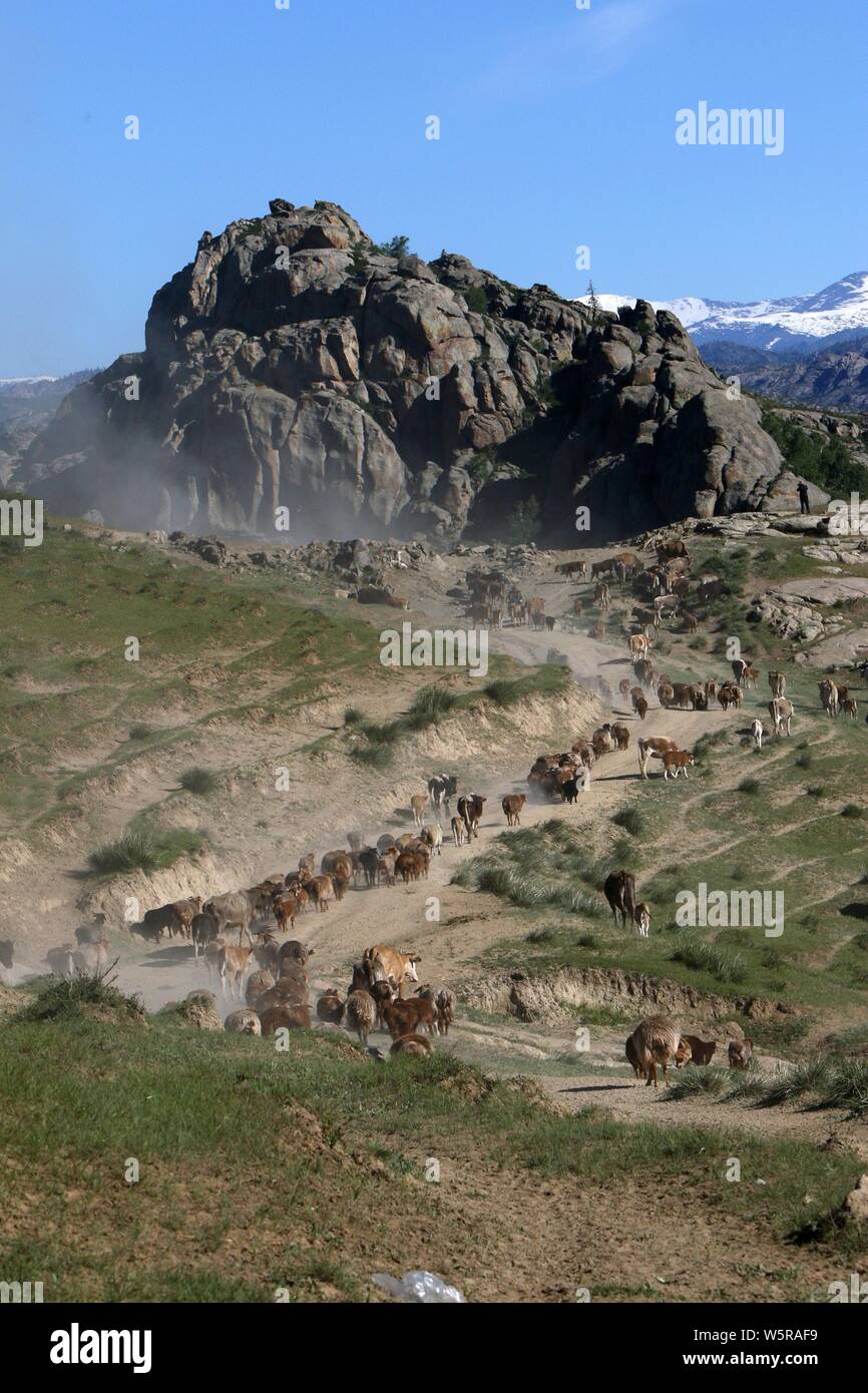 Altay sheep hi-res stock photography and images - Alamy