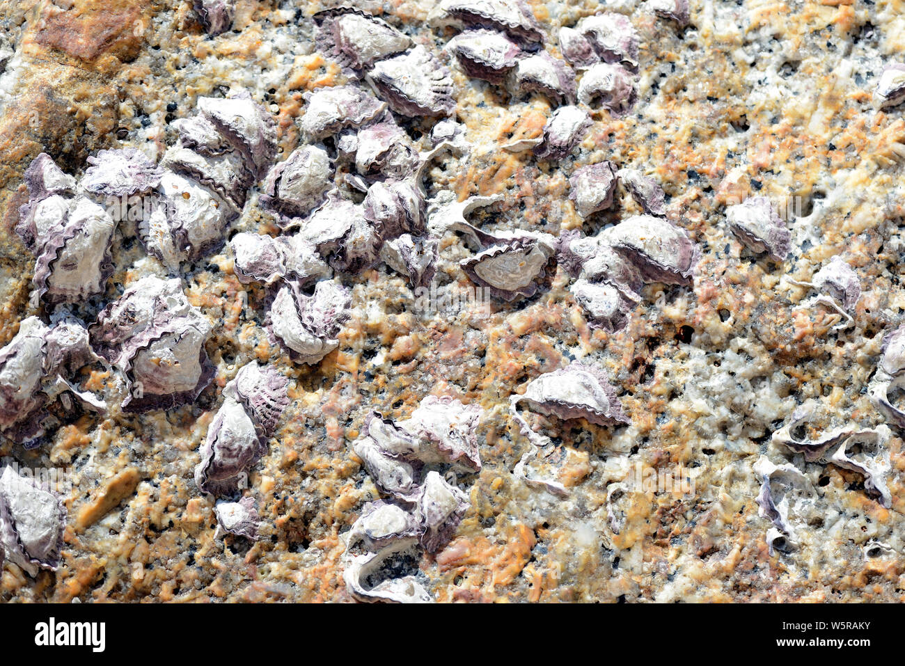 Shells stone hi-res stock photography and images - Alamy