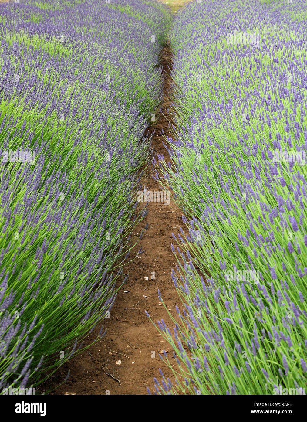 Norfolk lavender, heacham hi-res stock photography and images - Alamy