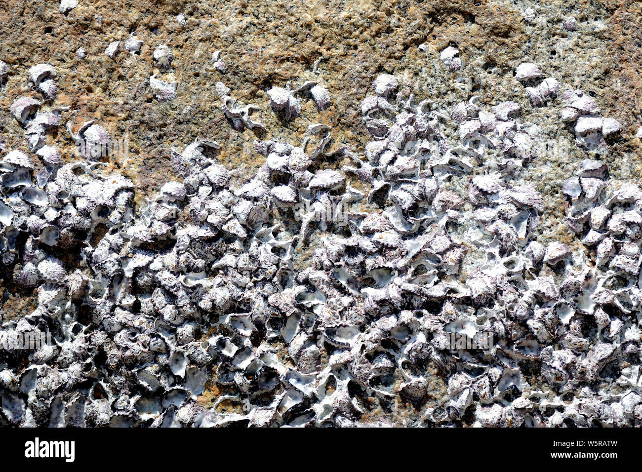 Shells stone hi-res stock photography and images - Alamy