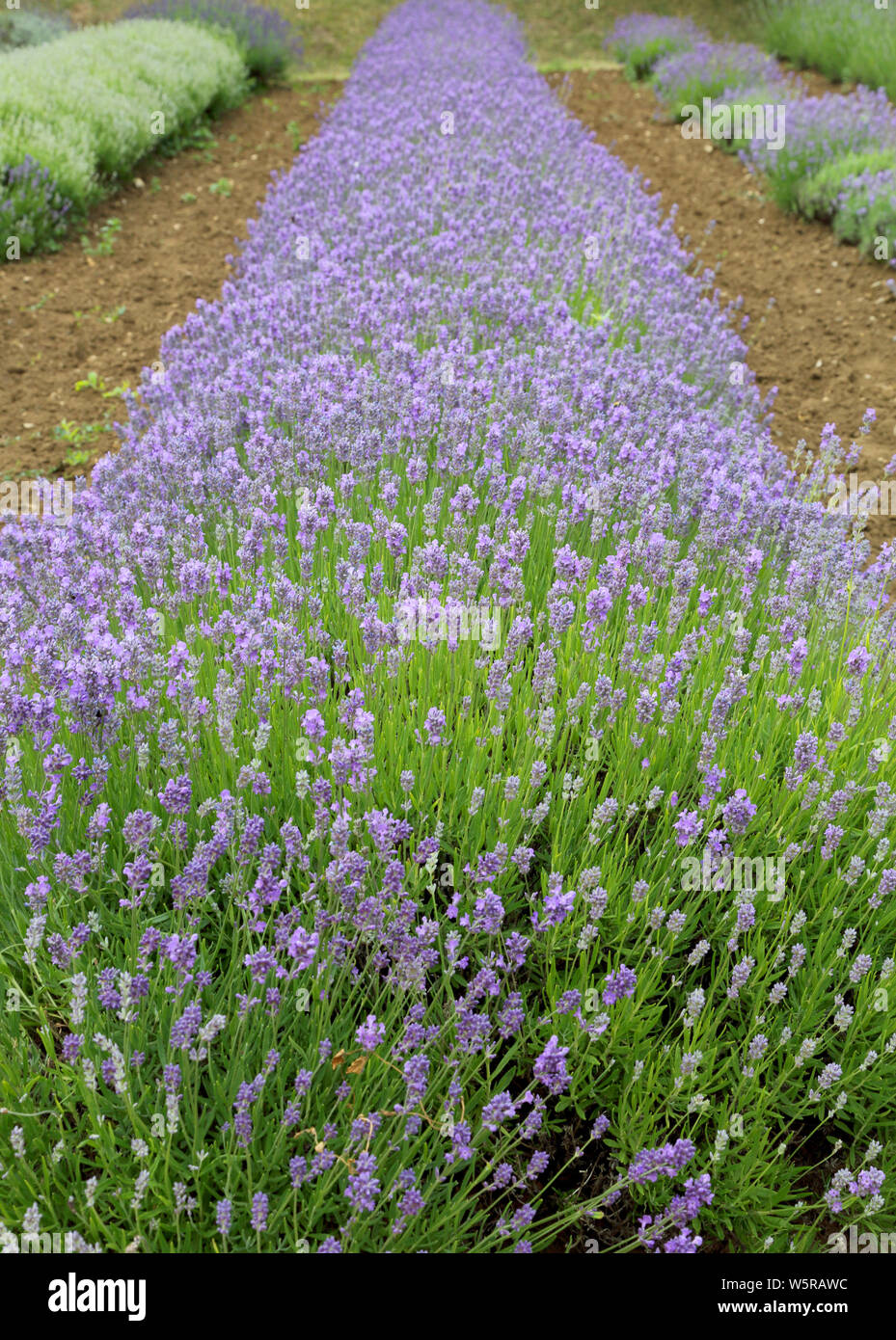 the norfolk lavender farm at heacham norfolk Stock Photo - Alamy