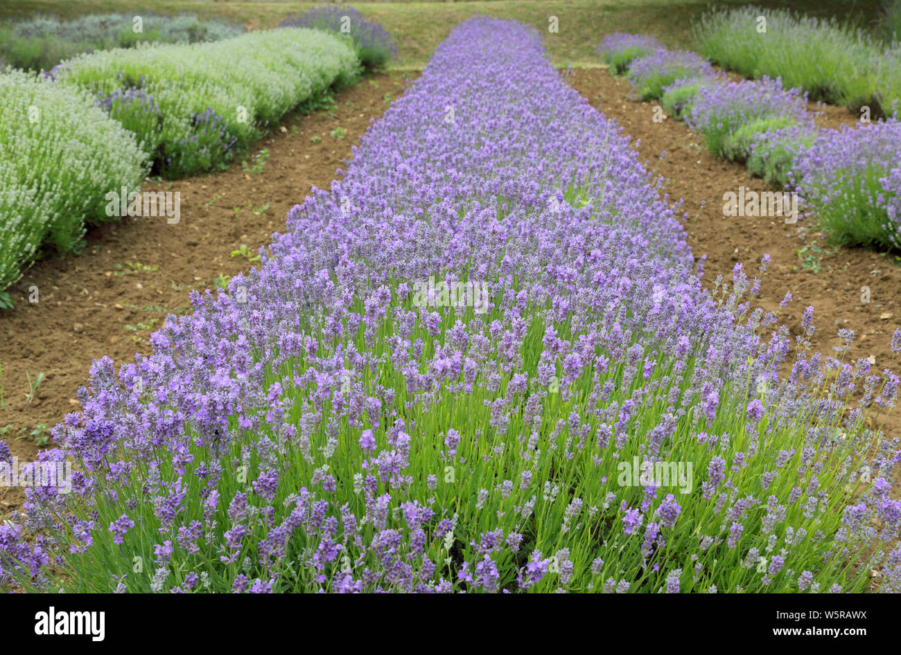 Norfolk lavender, heacham hi-res stock photography and images - Alamy