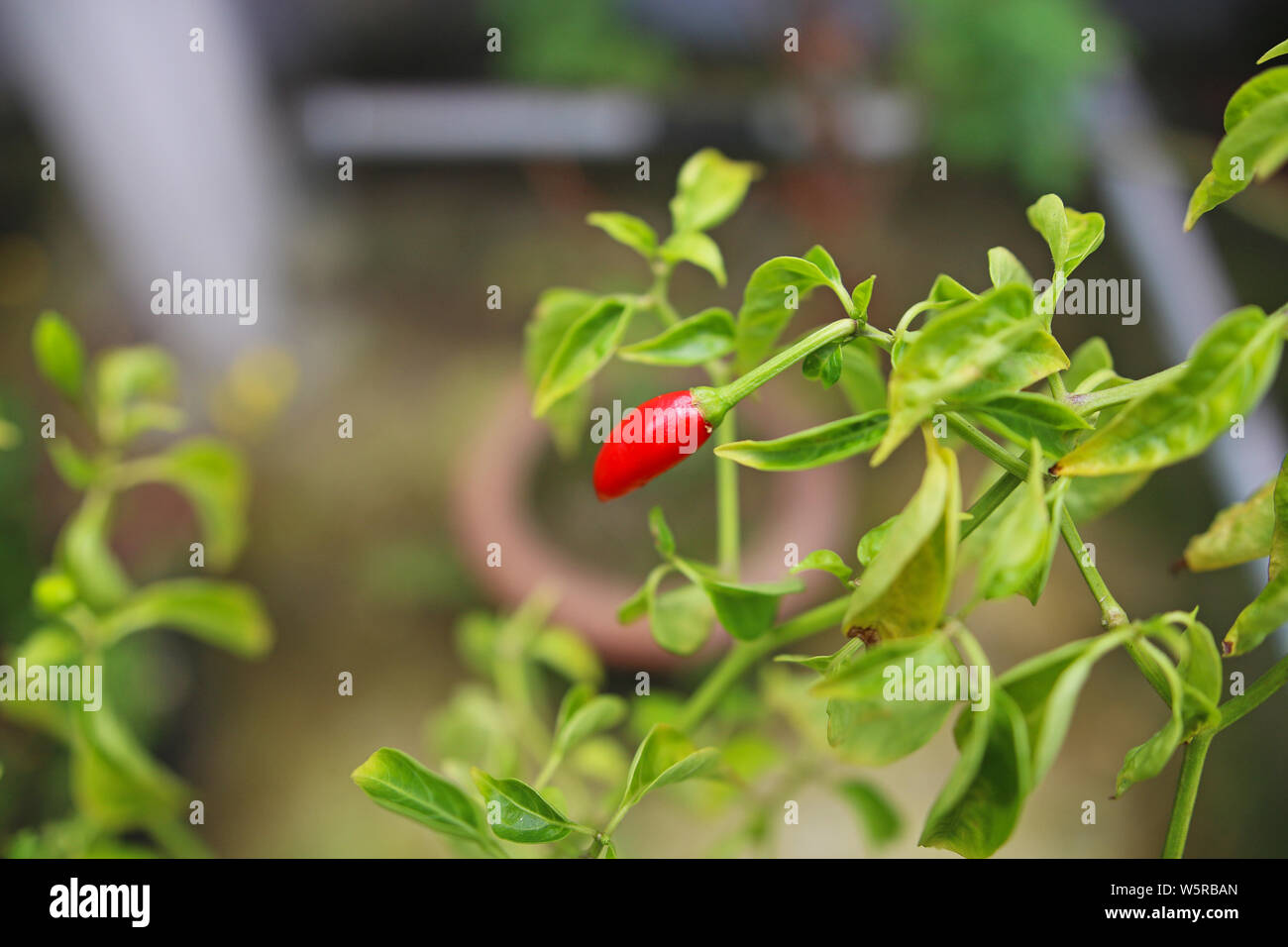 Cranberry lingonberry leaves in hi-res stock photography and images - Alamy