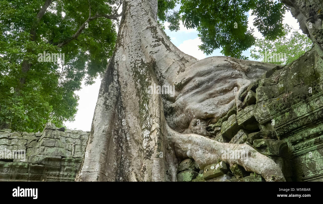 tree root growing on wall of ta prohm temple Stock Photo - Alamy