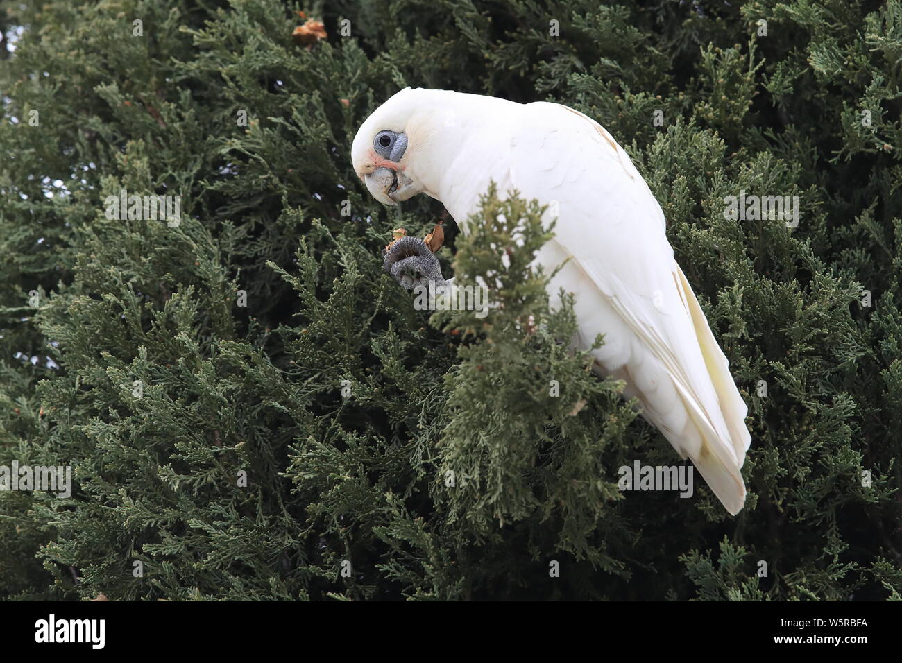 little corella Cacatua sanguinea white cockatoo in the wild in urban ...