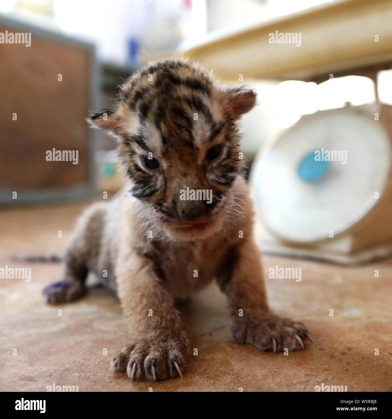 A rare white Bengal tiger cub along with three Bengal tiger cubs are ...