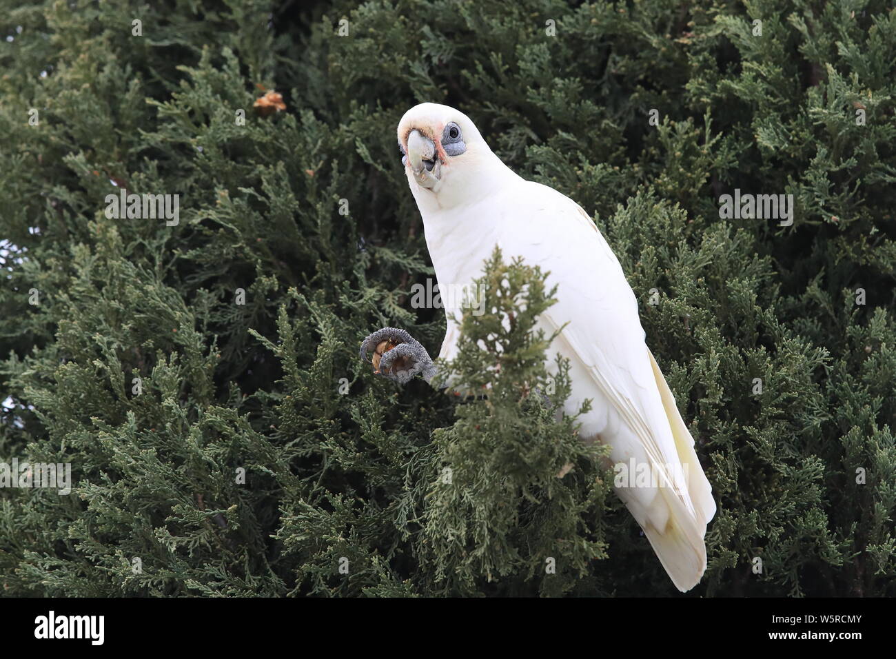 little corella Cacatua sanguinea white cockatoo in the wild in urban ...
