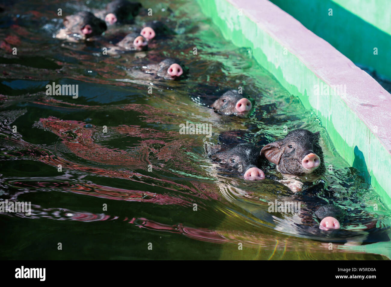 Athletic meeting hi-res stock photography and images - Alamy