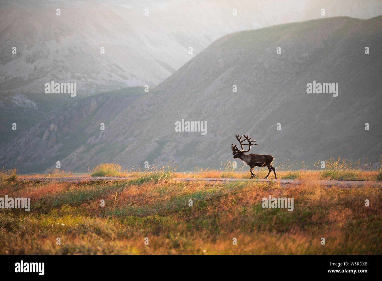 Reindeer with antlers in idyllic mountain landscape. Finnmark, Varanger ...