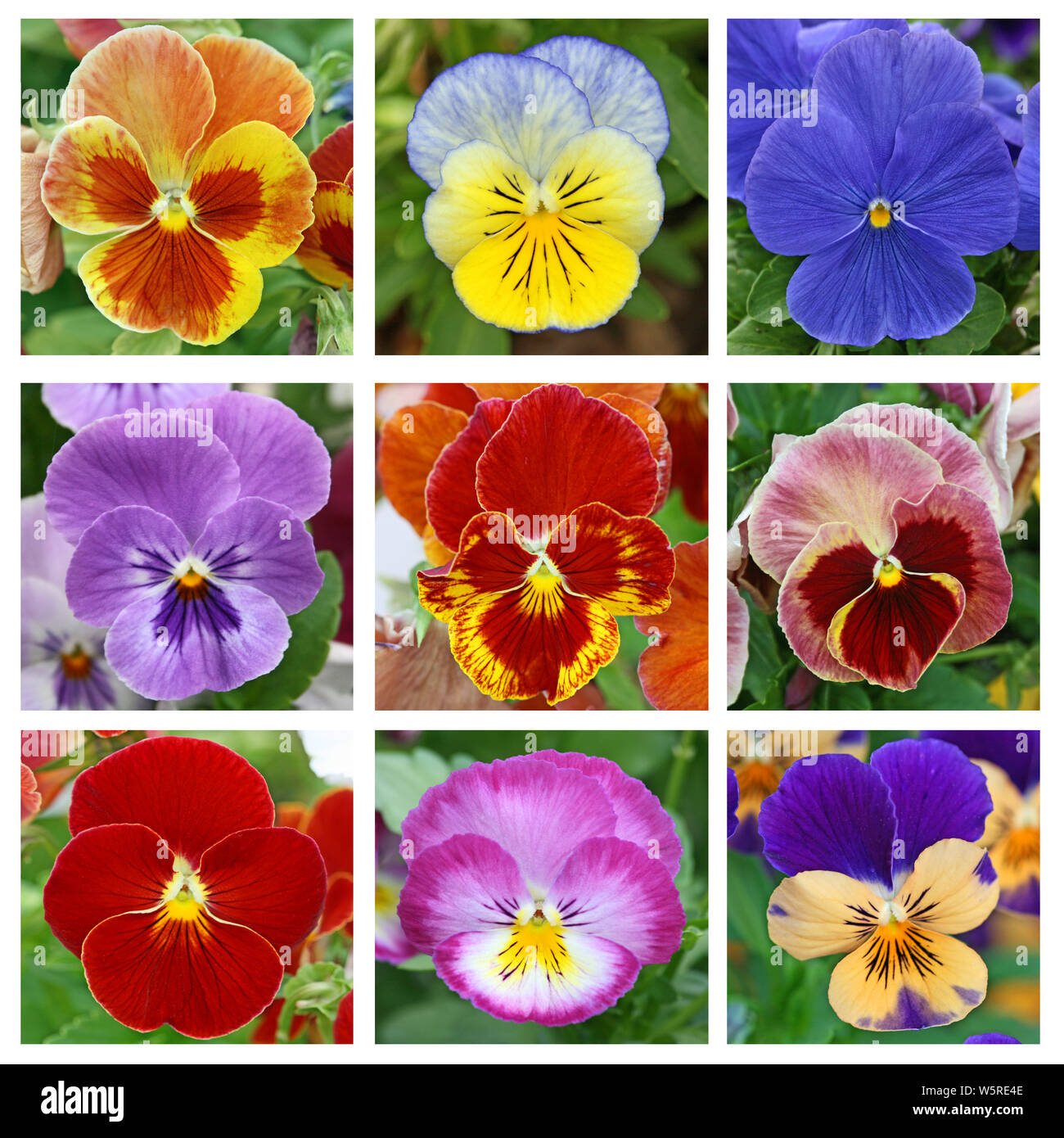 Collage with 9 pansy flowers Stock Photo - Alamy