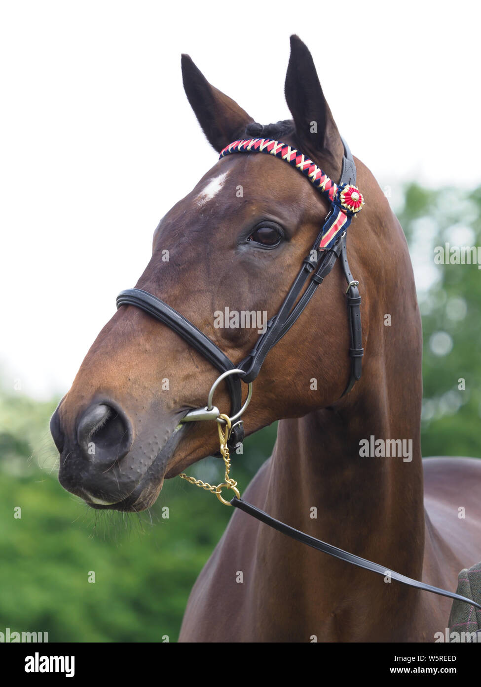 Plaited horse hi-res stock photography and images - Alamy