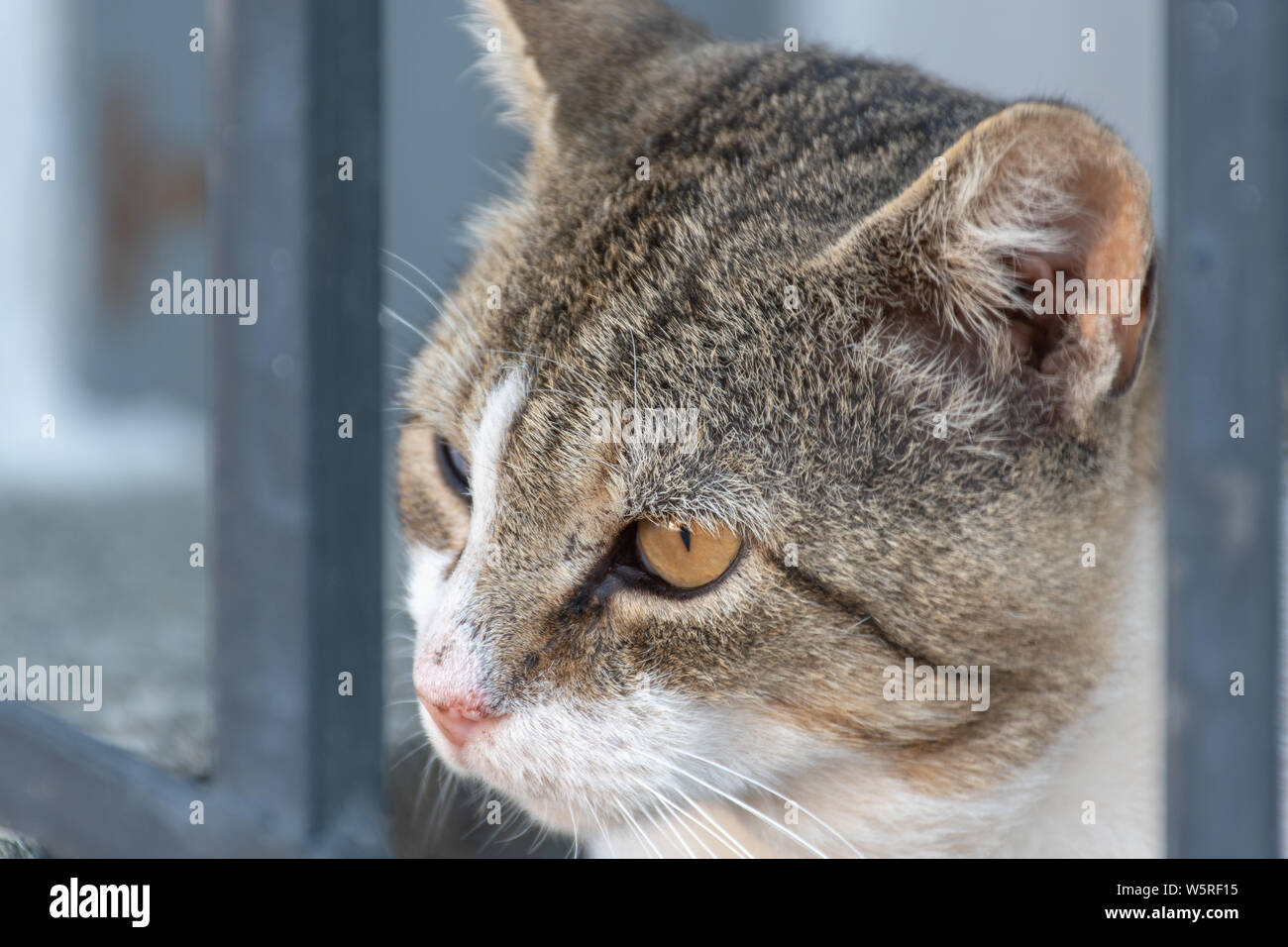 Portrait of cat looking trough iron fence Stock Photo - Alamy