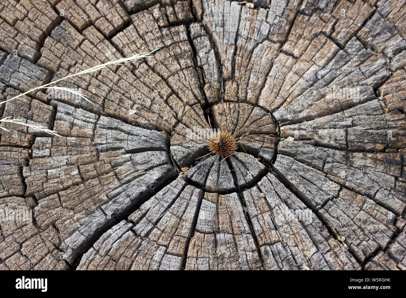 Tree ring texture background Stock Photo - Alamy