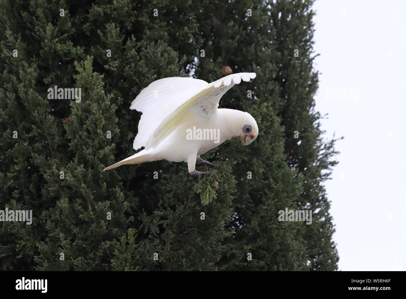 little corella Cacatua sanguinea white cockatoo in the wild in urban ...