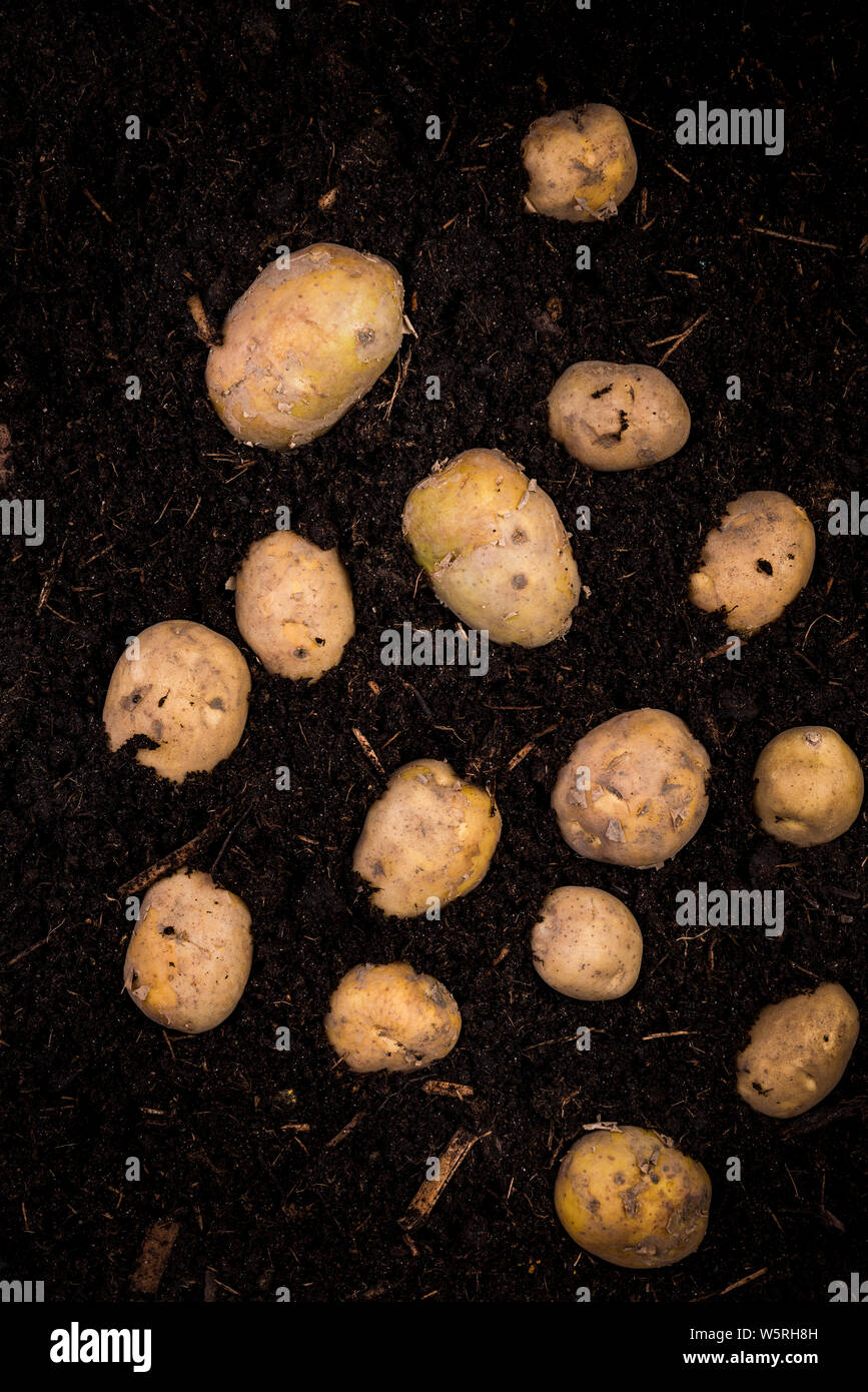 Young Potato Bulbs Lay on Soil, Top View, Harvest Concept Stock Photo ...