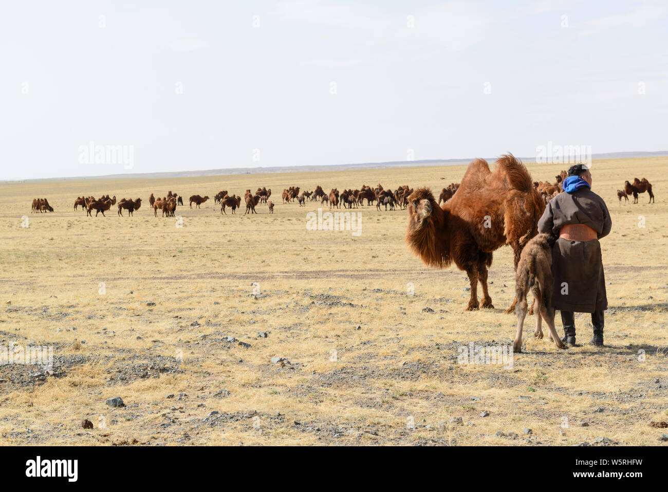Bactrian camels hi-res stock photography and images - Alamy