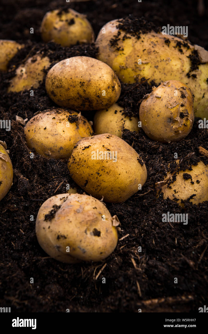 New potatoes in soil hi-res stock photography and images - Alamy