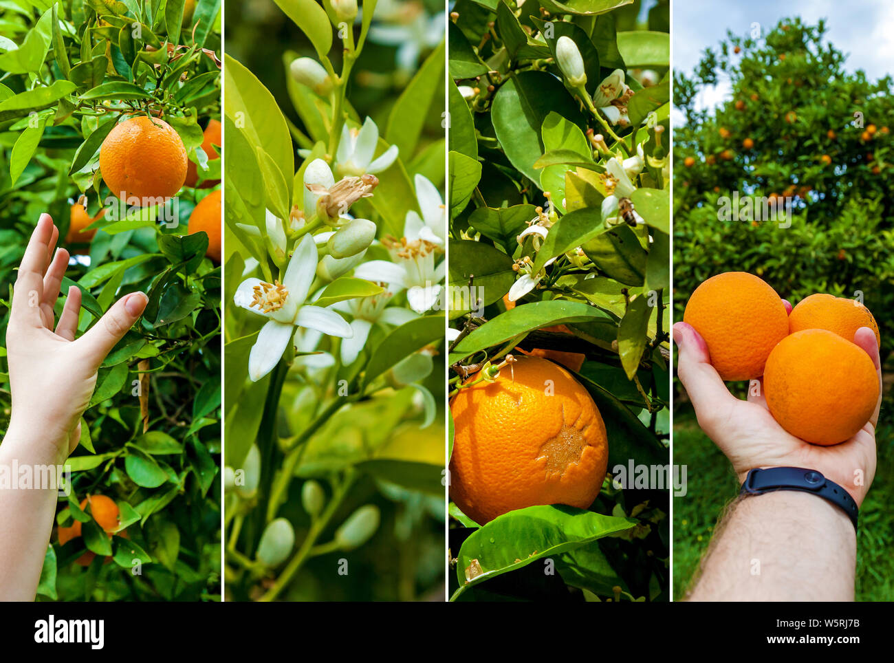 Collage orange garden with rows of orange trees, harvest of sweet juicy ...