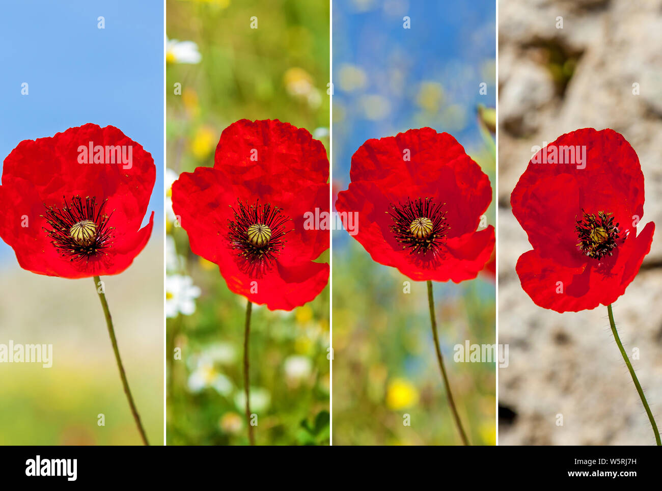 Collage red poppies in the green grass against the blue sky Stock Photo ...