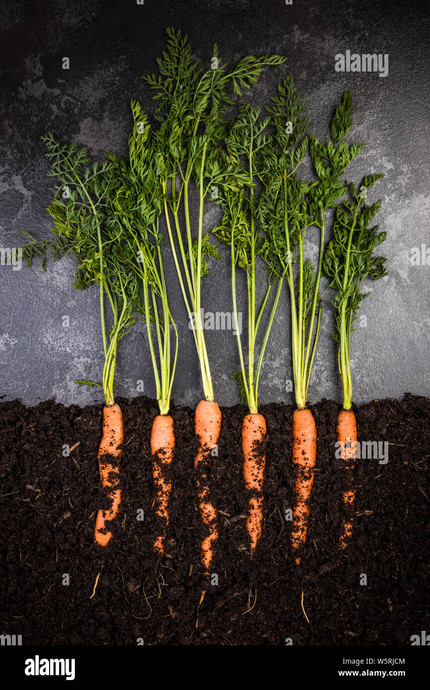 Oragnic farming hi-res stock photography and images - Alamy