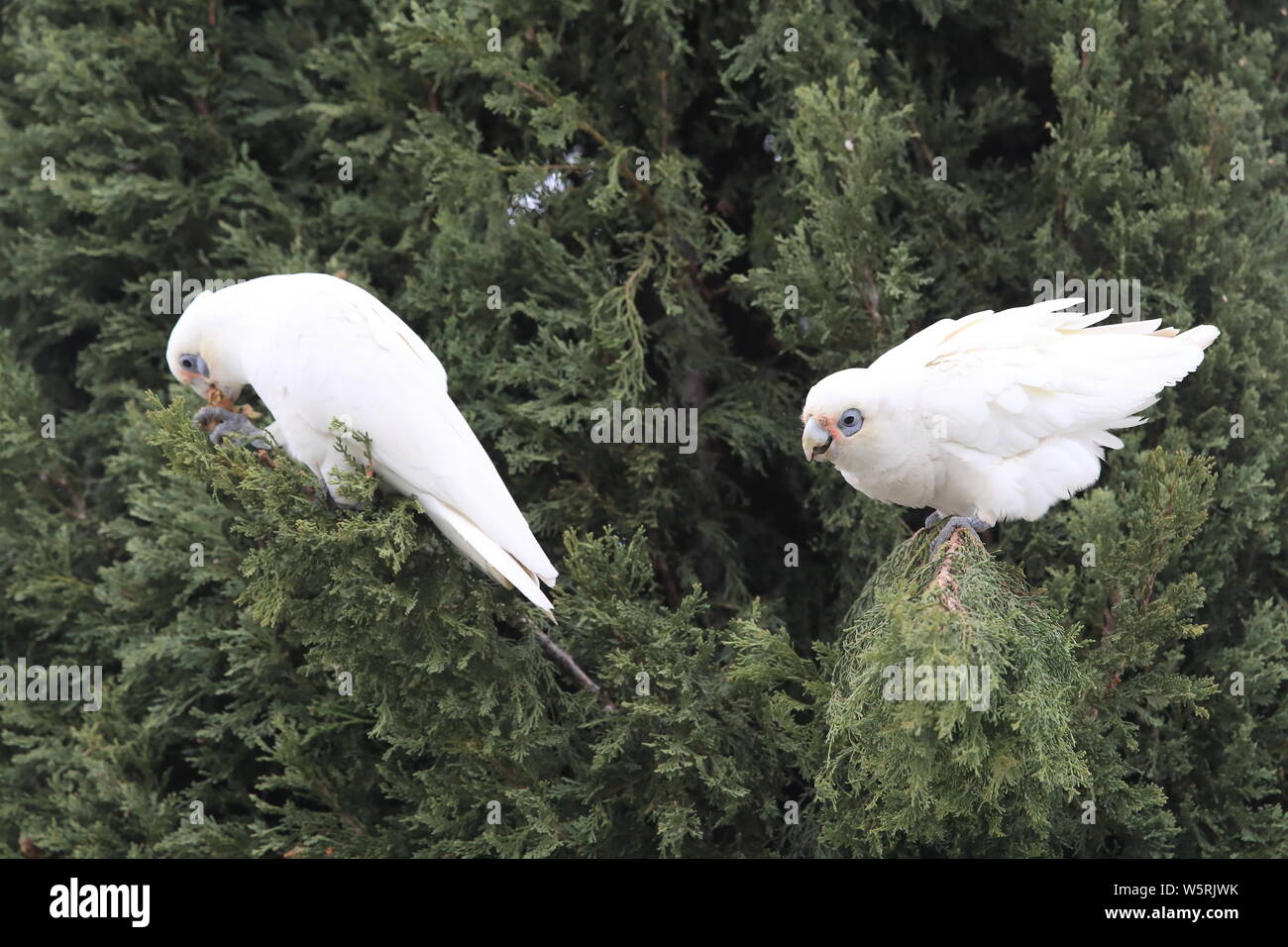 little corella Cacatua sanguinea white cockatoo in the wild in urban ...