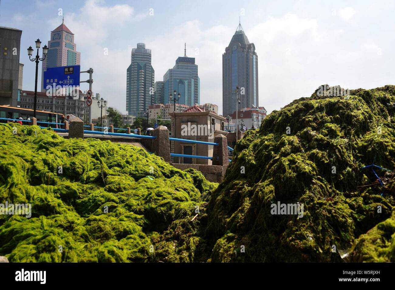 A Chinese worker clears away blue-green algae bloom along the beach in ...