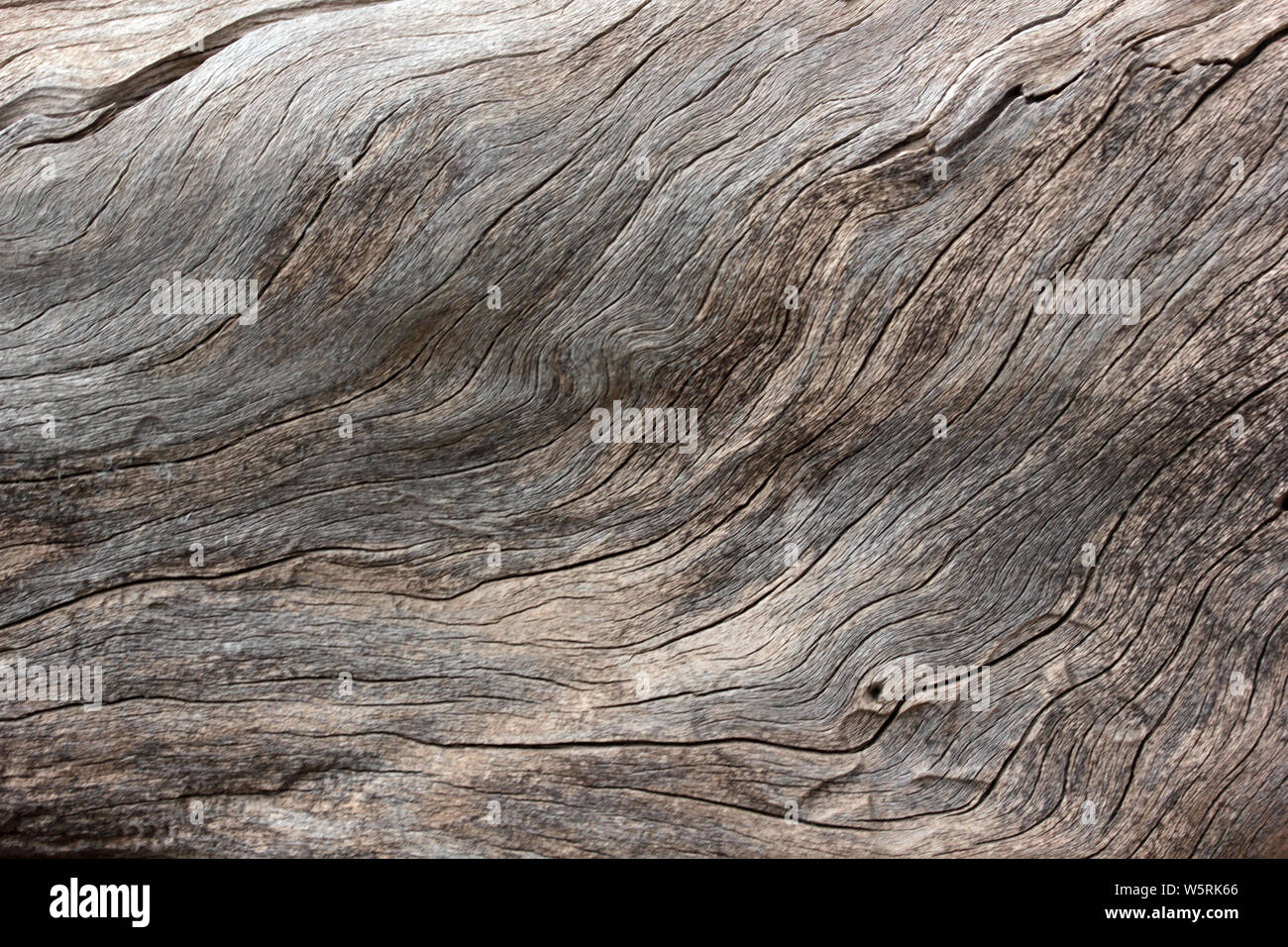tree trunk texture abstract background Stock Photo - Alamy