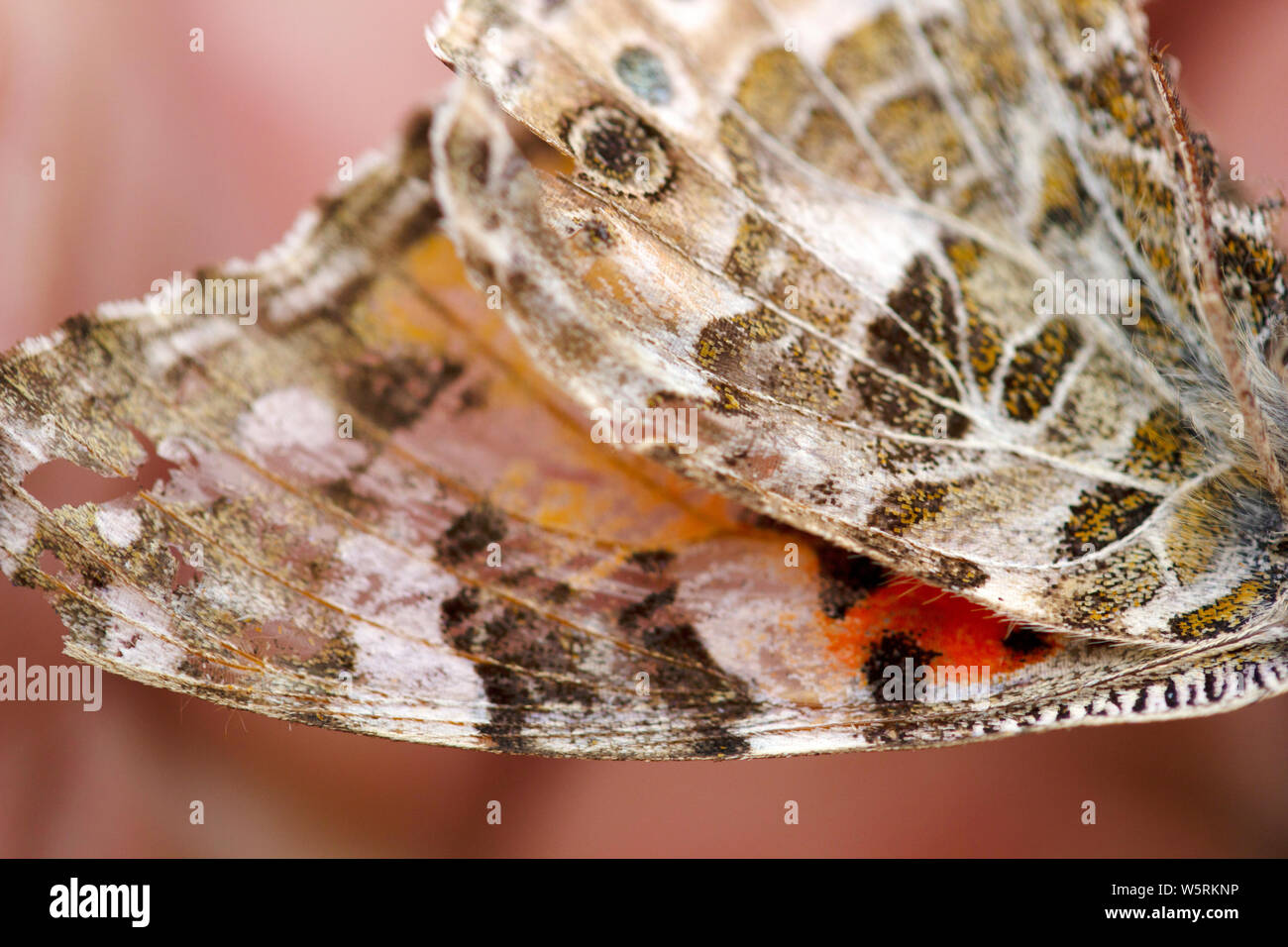dead butterfly holding in hand Stock Photo - Alamy