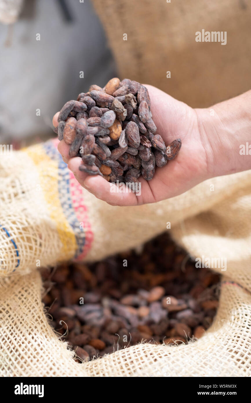 Cocoa beans in Pierre Lionneton Chocolate factory, in south-eastern ...