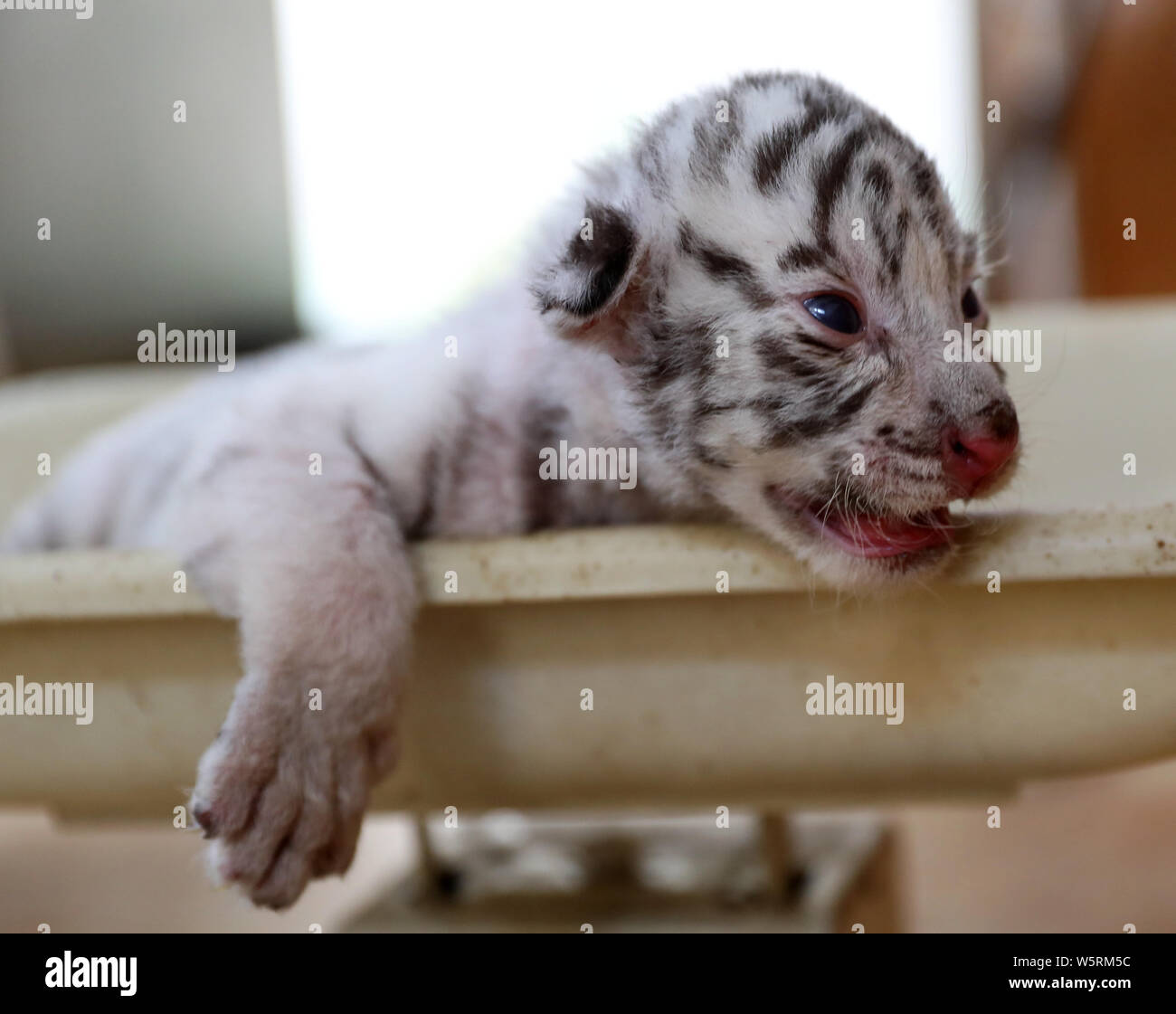 A rare white Bengal tiger cub along with three Bengal tiger cubs are ...