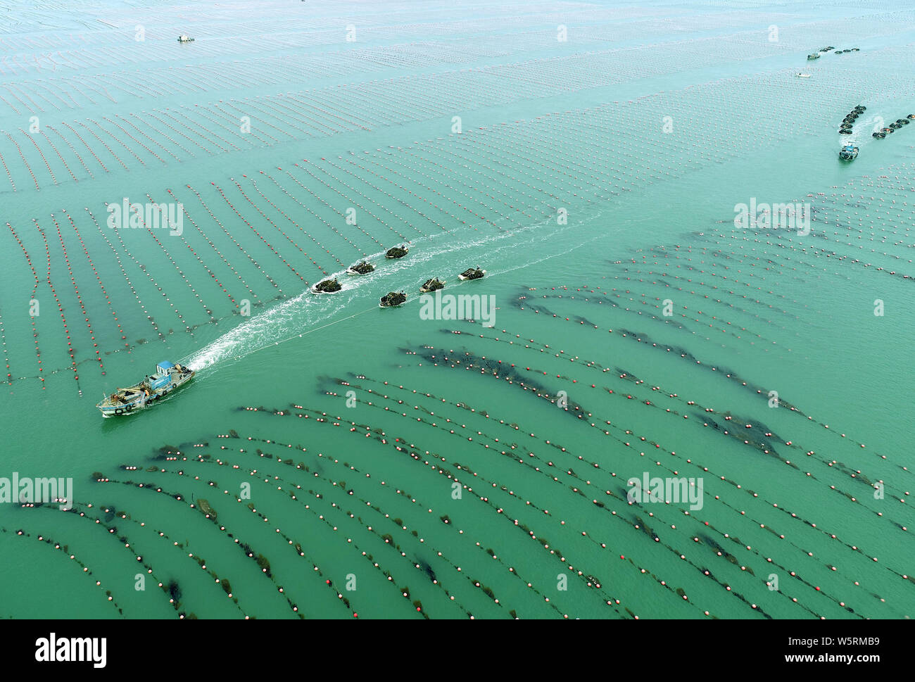 Chinese workers harvest kelp at a kelp base in Rongcheng city, east ...