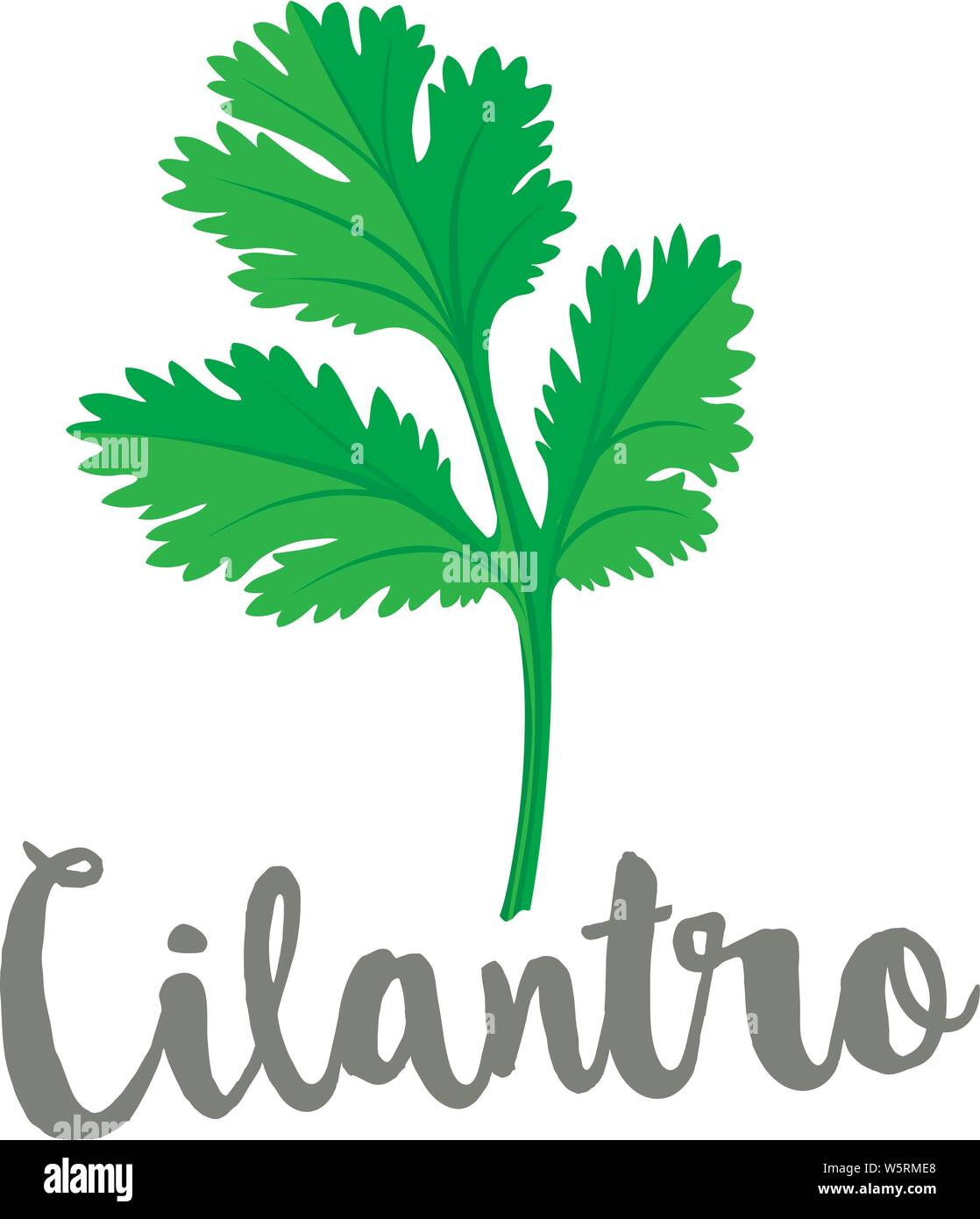 Coriander or Cilantro Leaf vector flat graphic illustration, fully ...