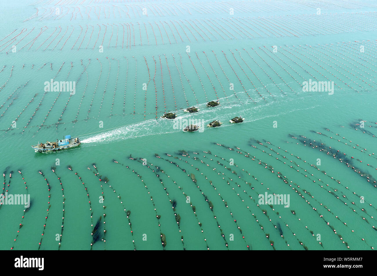 Chinese workers harvest kelp at a kelp base in Rongcheng city, east ...