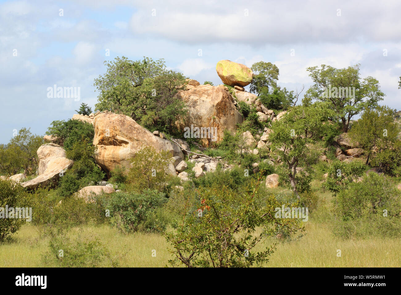 Afrikanischer Busch / African Bush Stock Photo - Alamy