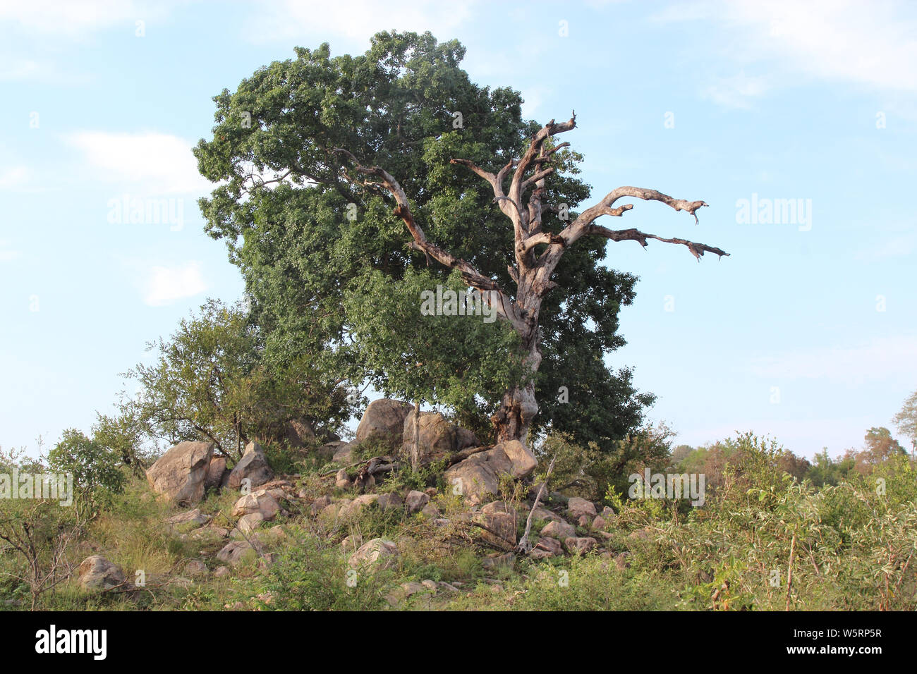 Afrikanischer Busch / African Bush Stock Photo - Alamy