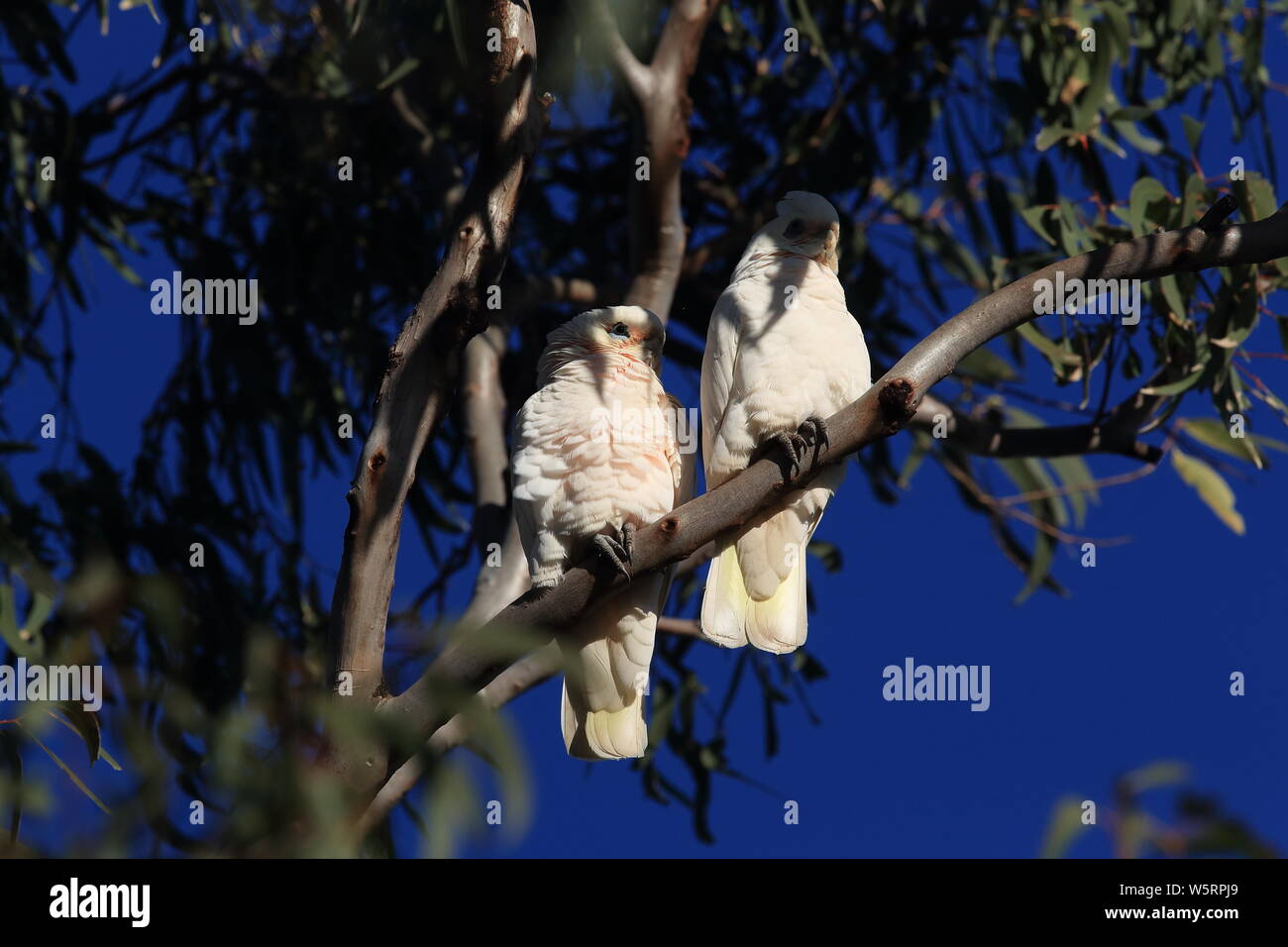 little corella Cacatua sanguinea white cockatoo in the wild in urban ...