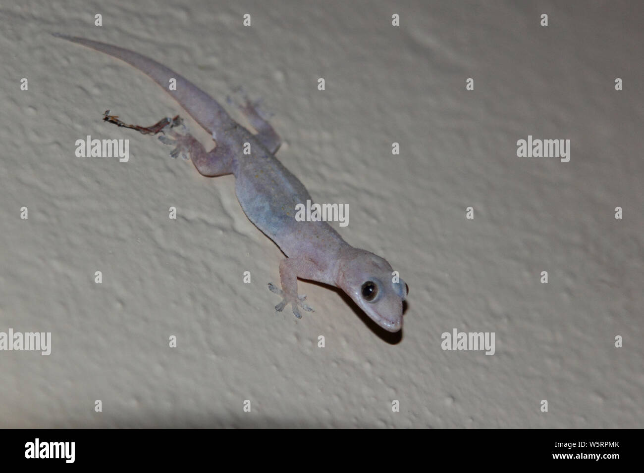 Afrikanischer Hausgecko / Tropical house gecko or Afro-American house ...