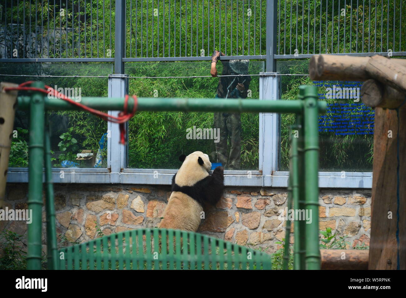The giant panda Meng Lan interacts with a worker at the Beijing zoo in ...