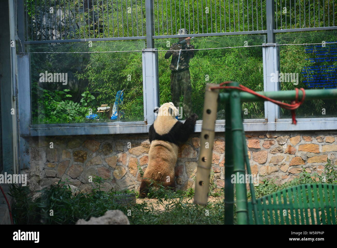 The giant panda Meng Lan interacts with a worker at the Beijing zoo in ...