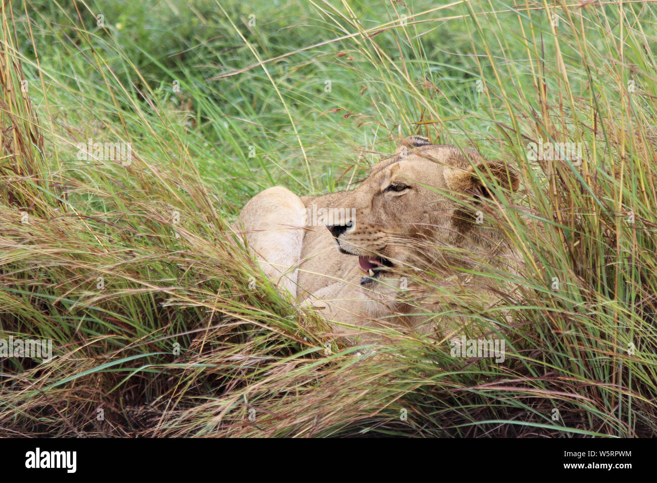 Afrikanischer Löwe / African lion / Panthera Leo Stock Photo - Alamy