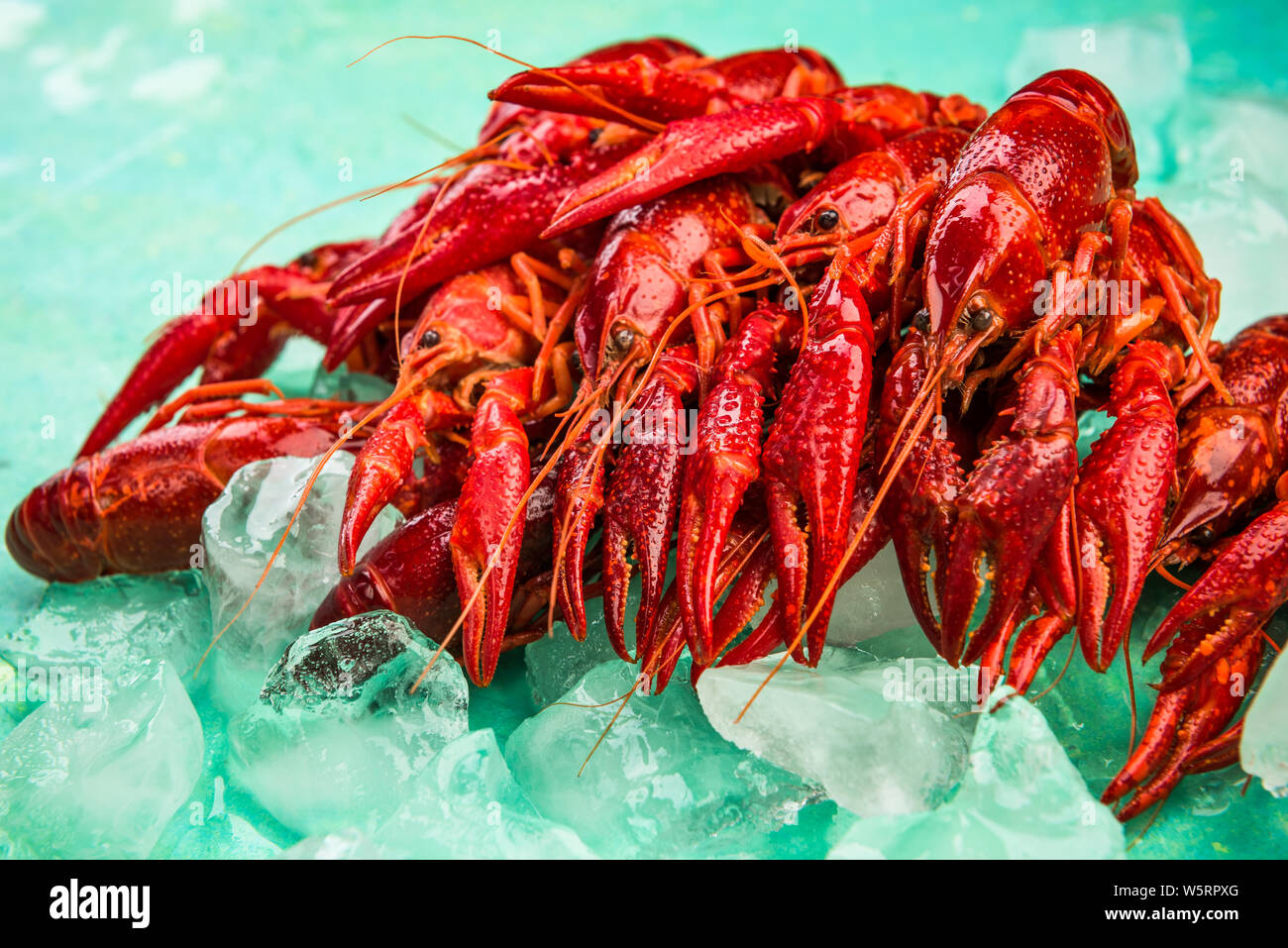 Red Crayfish or Lobster, Close up View Stock Photo - Alamy