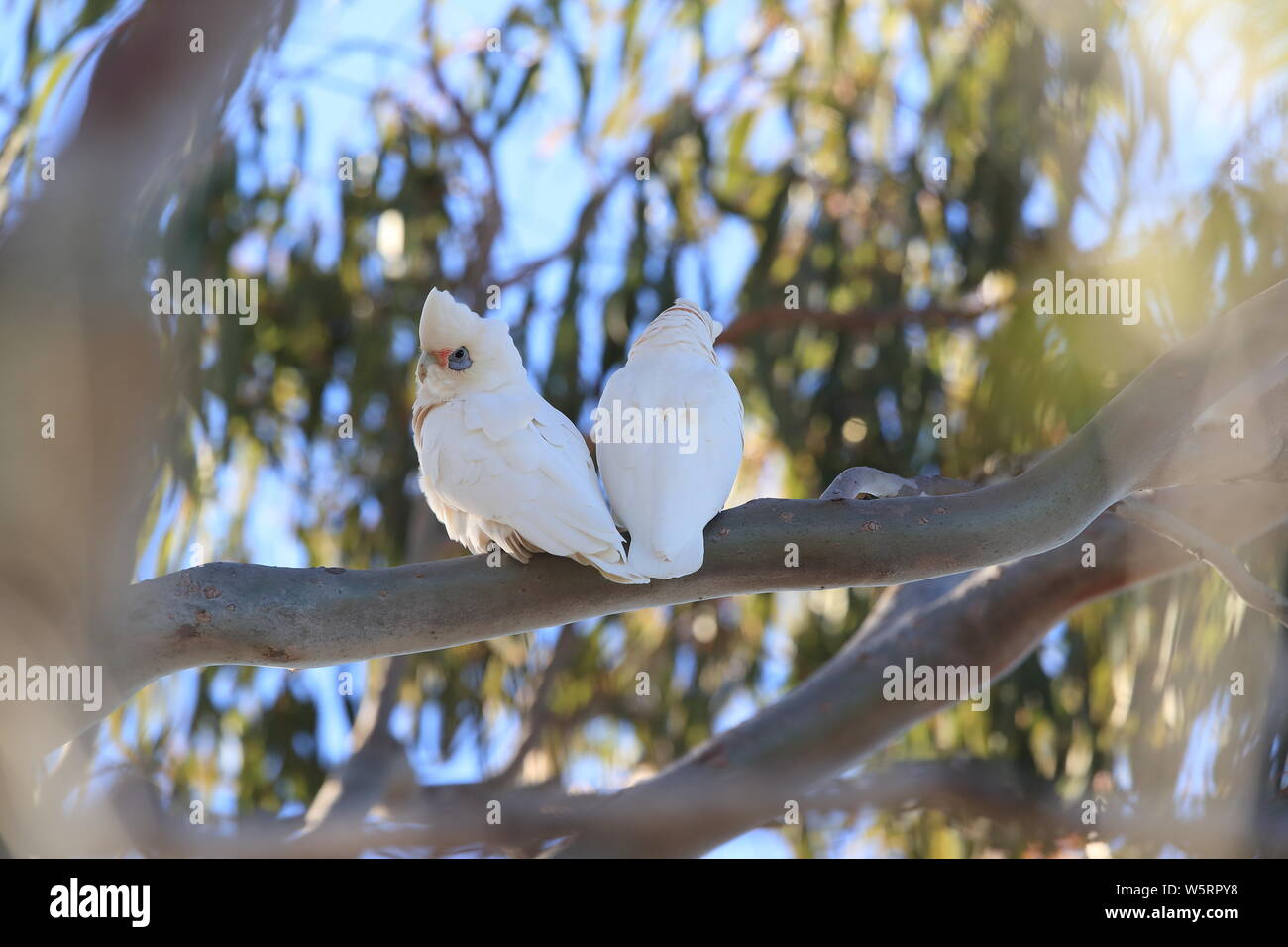 little corella Cacatua sanguinea white cockatoo in the wild in urban ...