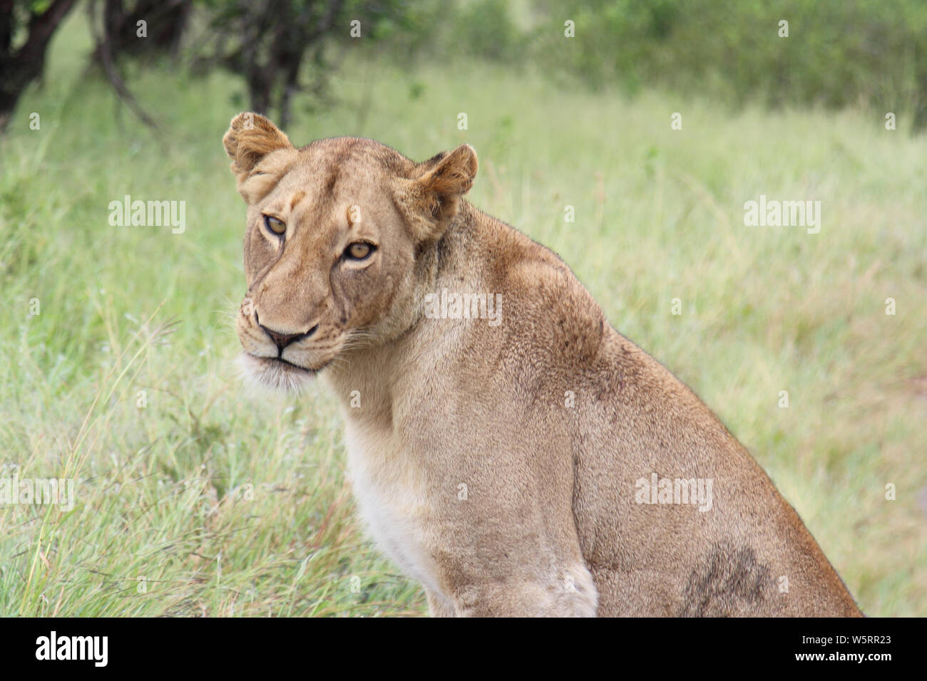 Afrikanischer Löwe / African lion / Panthera Leo Stock Photo - Alamy