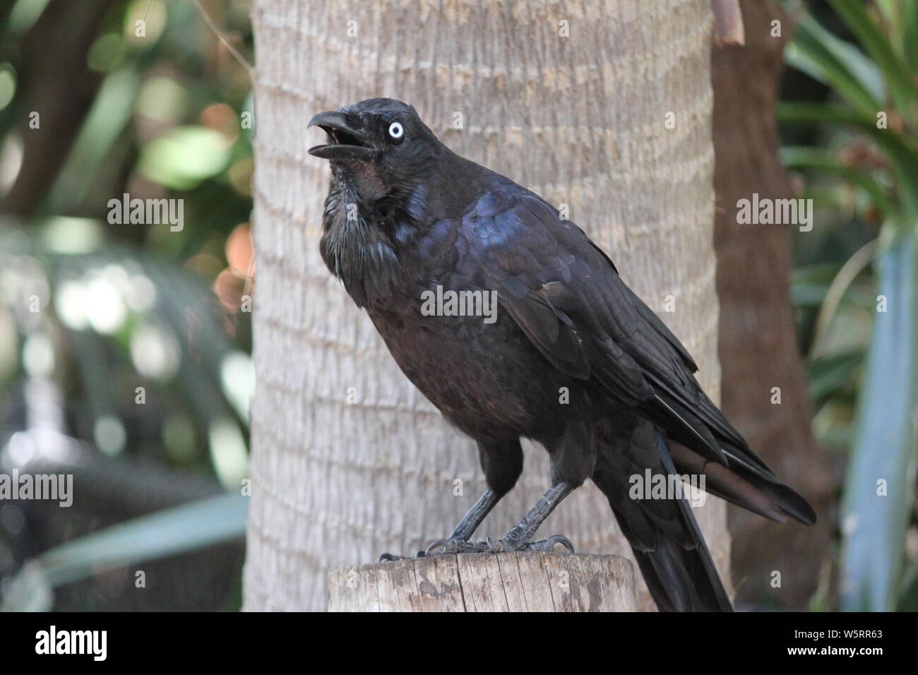 Cawing crow hi-res stock photography and images - Alamy