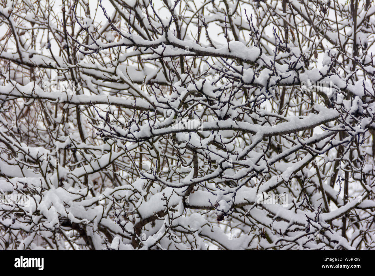 the snow on the branches of trees Stock Photo - Alamy